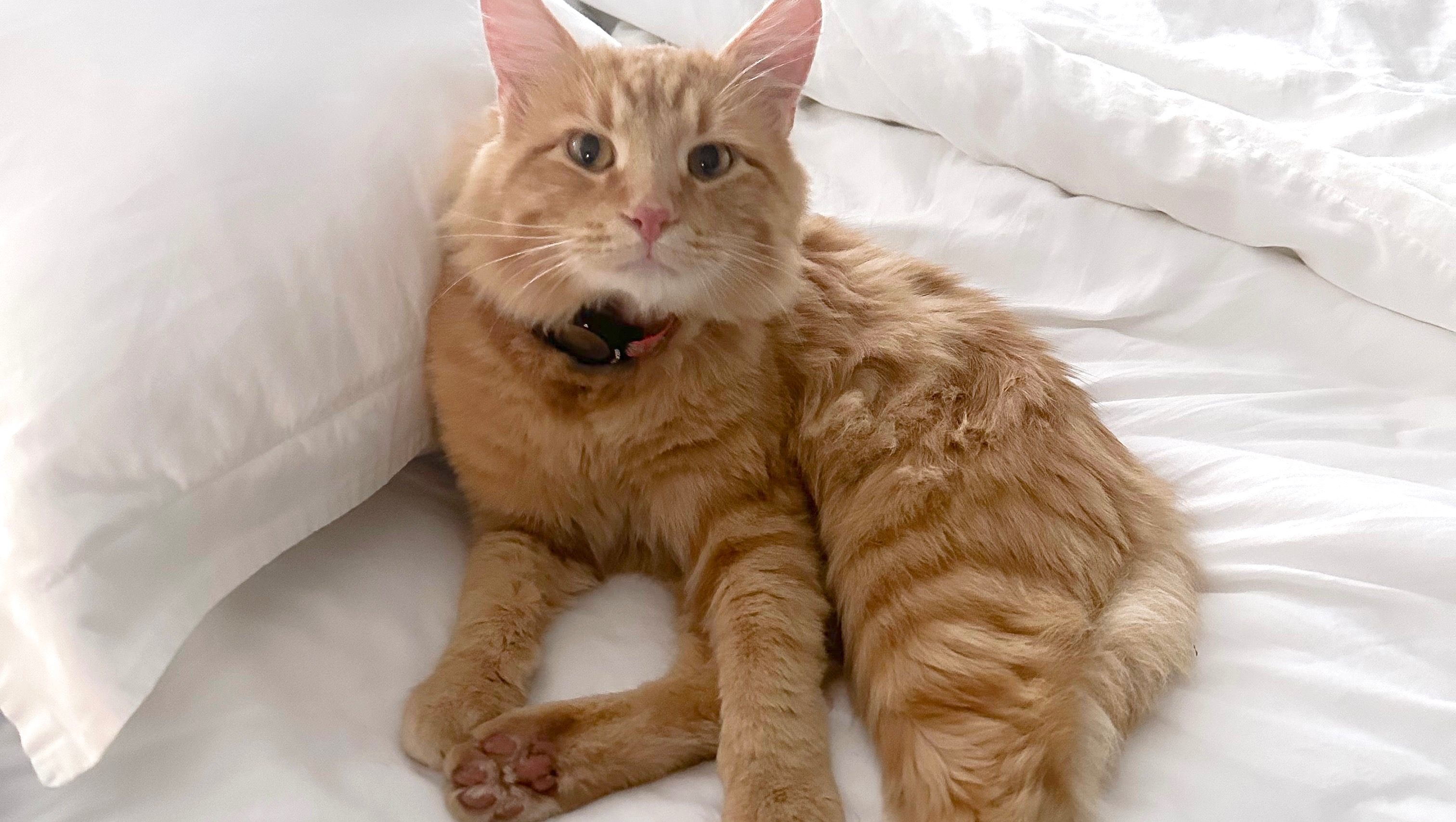 Fundraiser by Kylie Rodriguez : Help Timmy with Vet Bills and Care