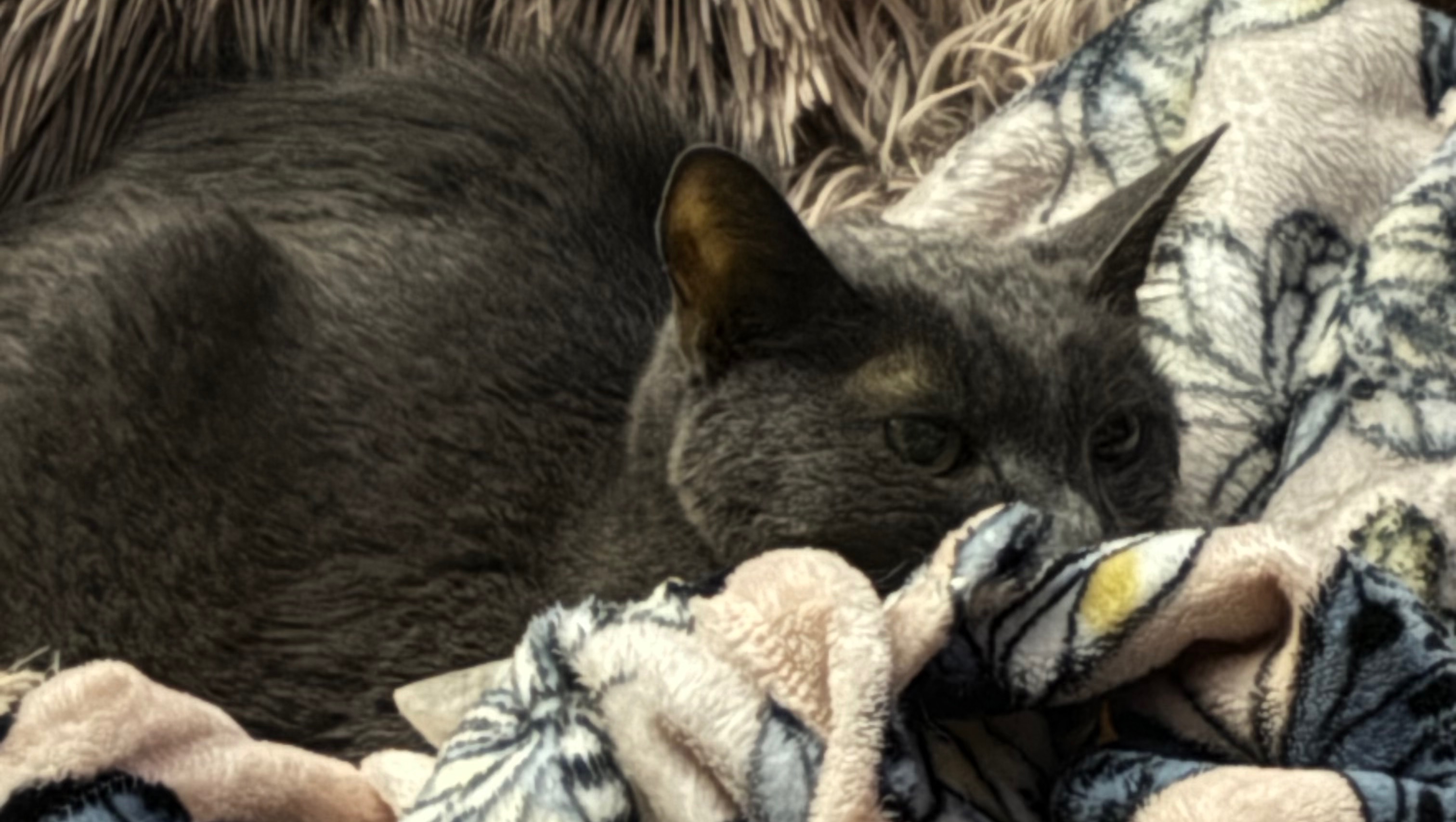 Fundraiser by Matthew Arnett : Donate to Save Mercury: A Beloved Cat in ...