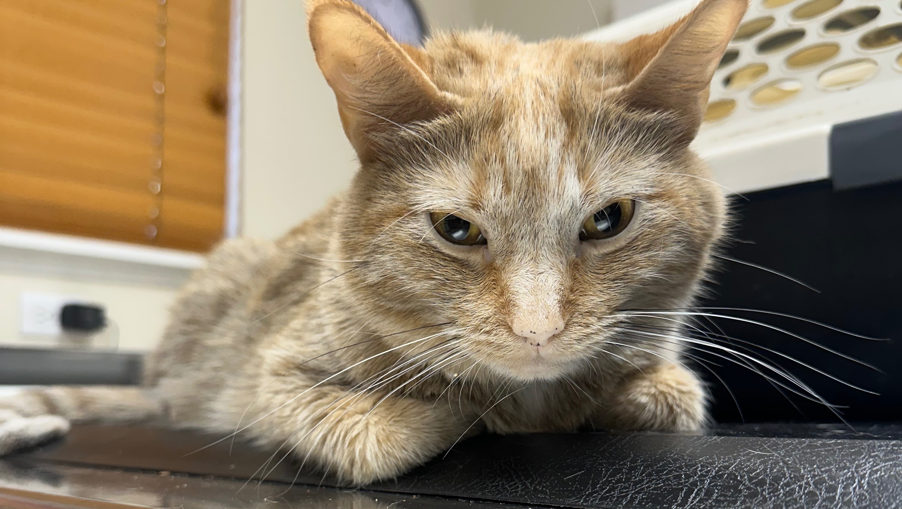 Fundraiser by Jason Kaminski : Help Peaches Get Life-Saving Treatment