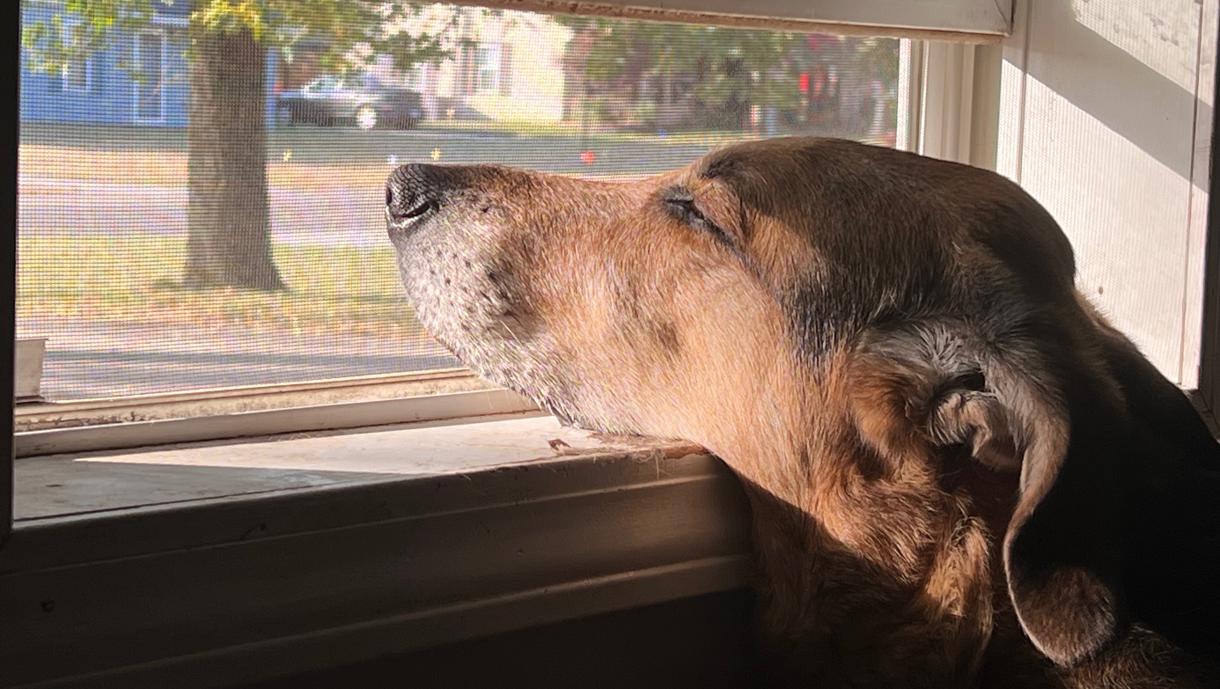 Fundraiser by Samantha Cohran : Help Sami Save Toby: Urgent Medical ...