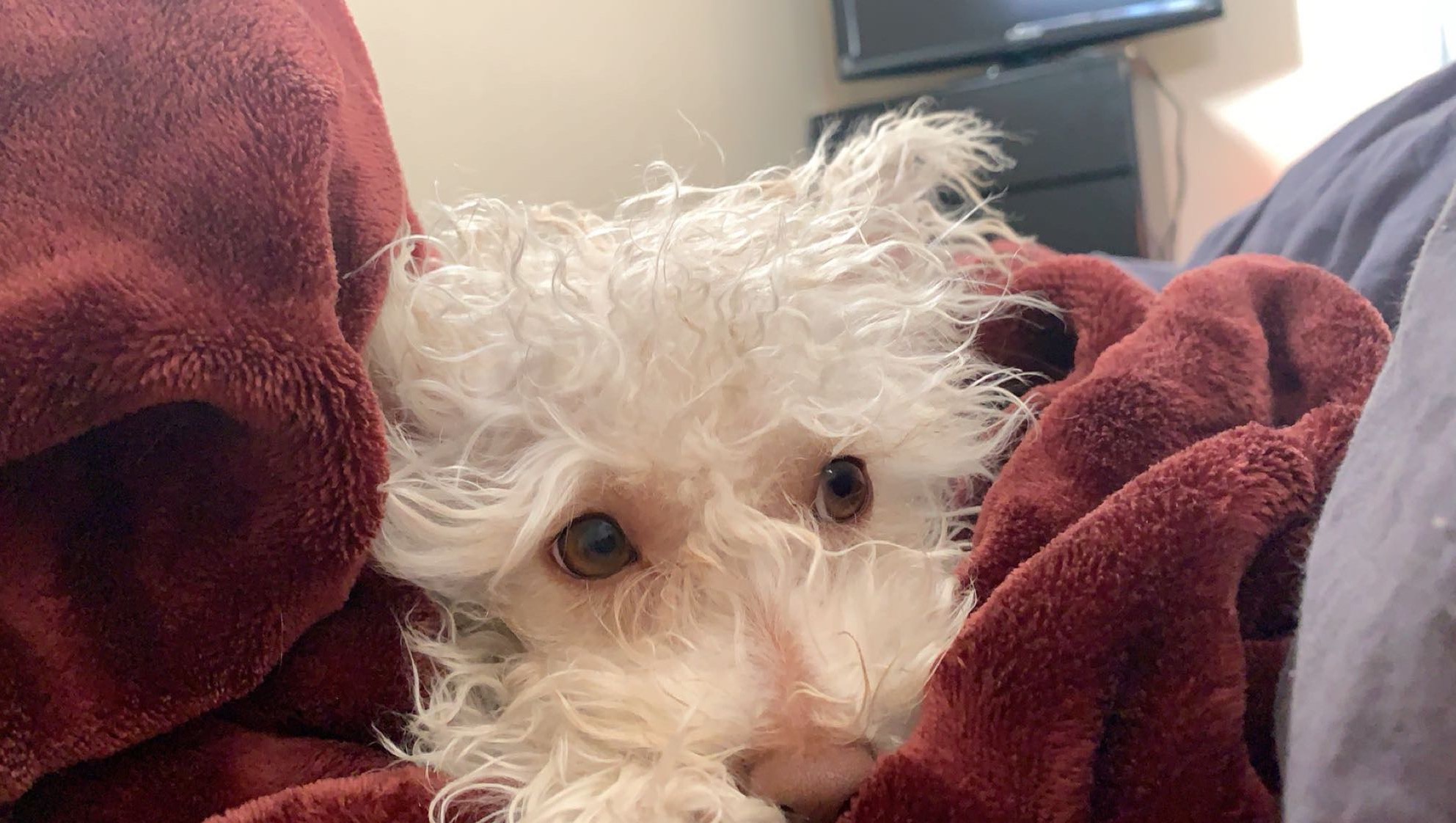 Fundraiser by Dominique Garza : Help Lola fight cancer