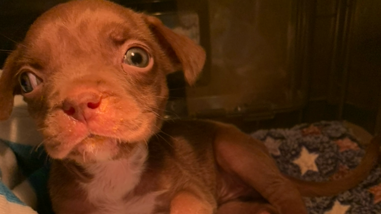 Fundraiser for Scott Lepper by Lay Lay : Help Bambam Get Life-Saving ...