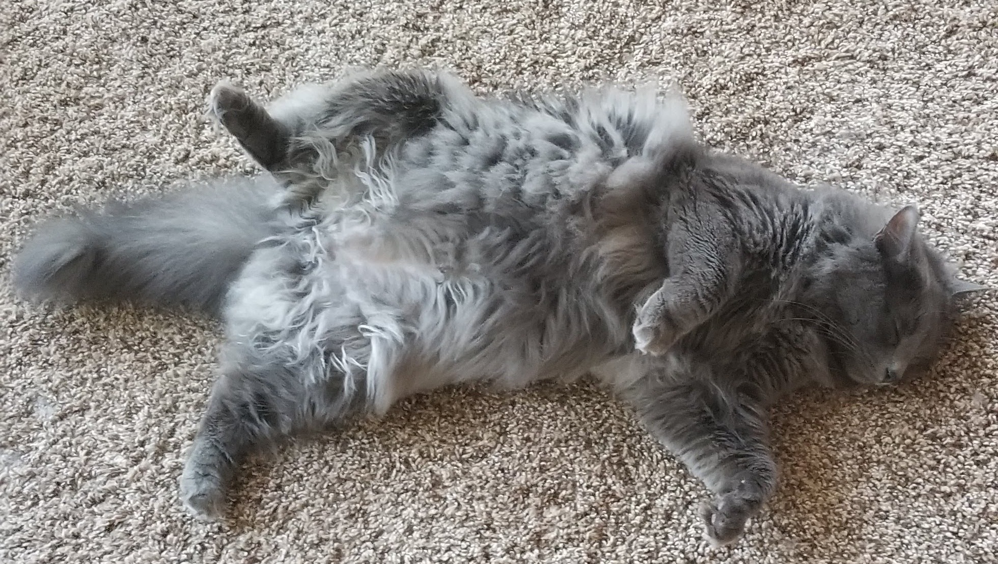 Fundraiser by Nicole Rummel : Henry's Fight for Life: Your Help Matters