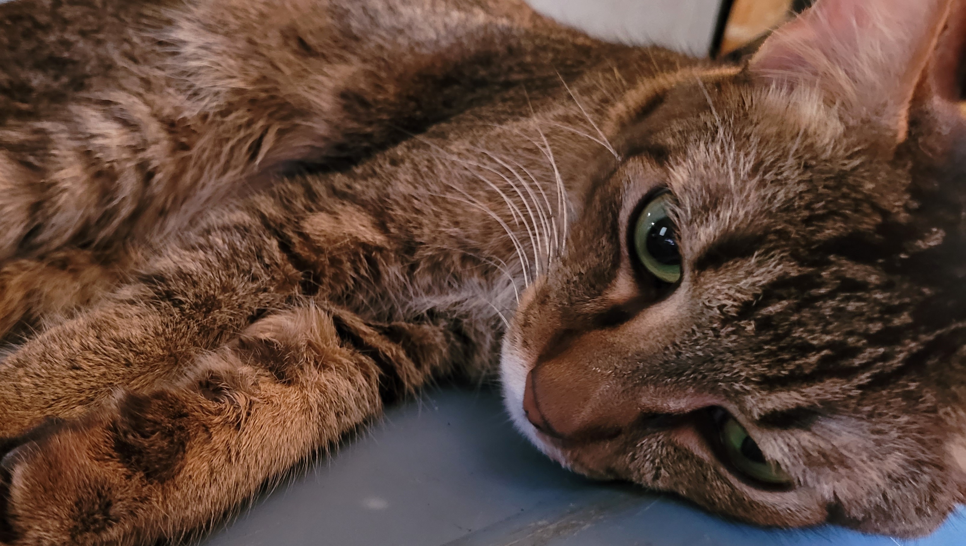 Fundraiser by Nicholas White : Urgent Surgery for Bruce's Comfort