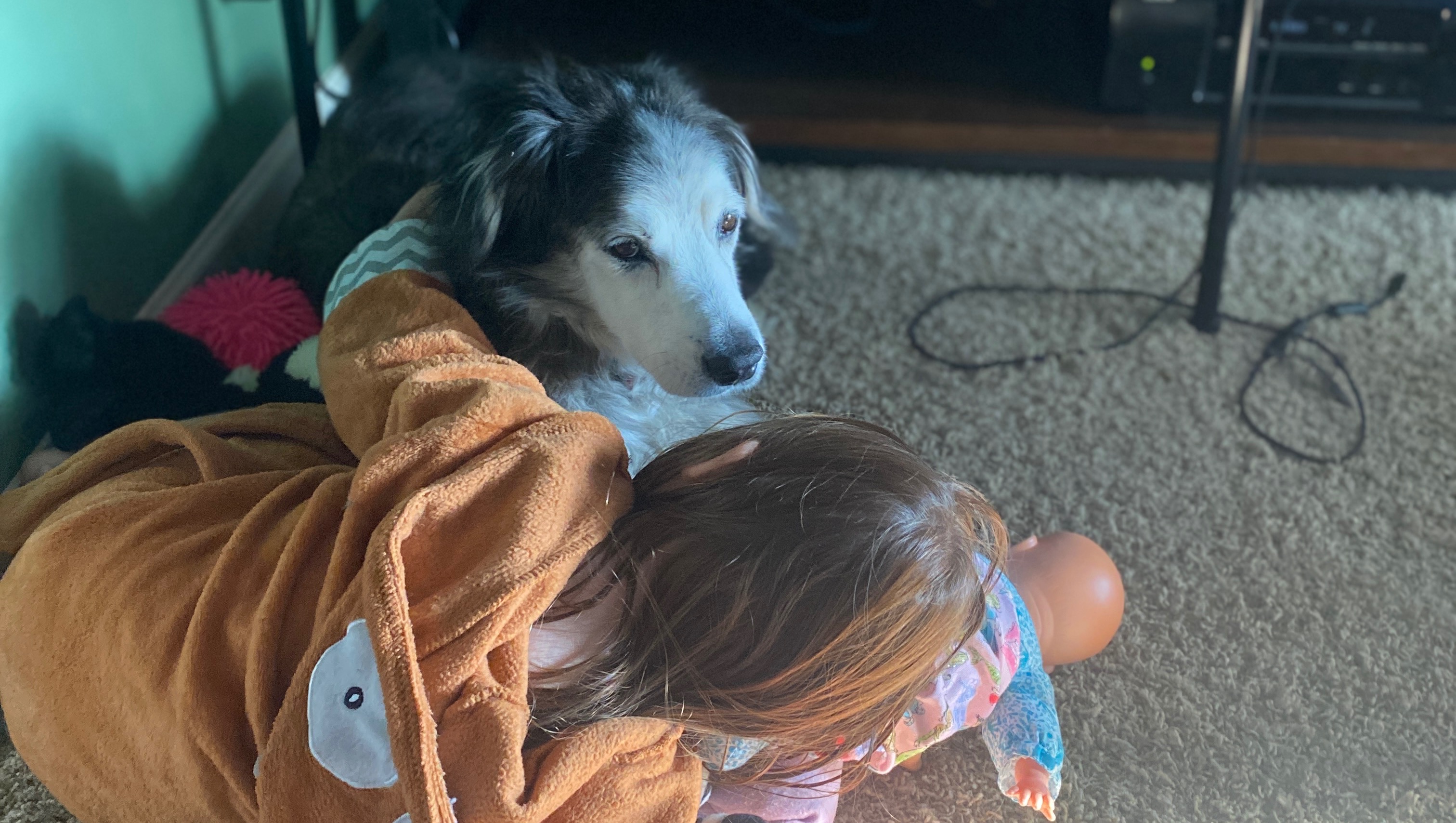 Fundraiser by Megan Brazelton : Relieve Scout's Pain: Donate for Dental ...