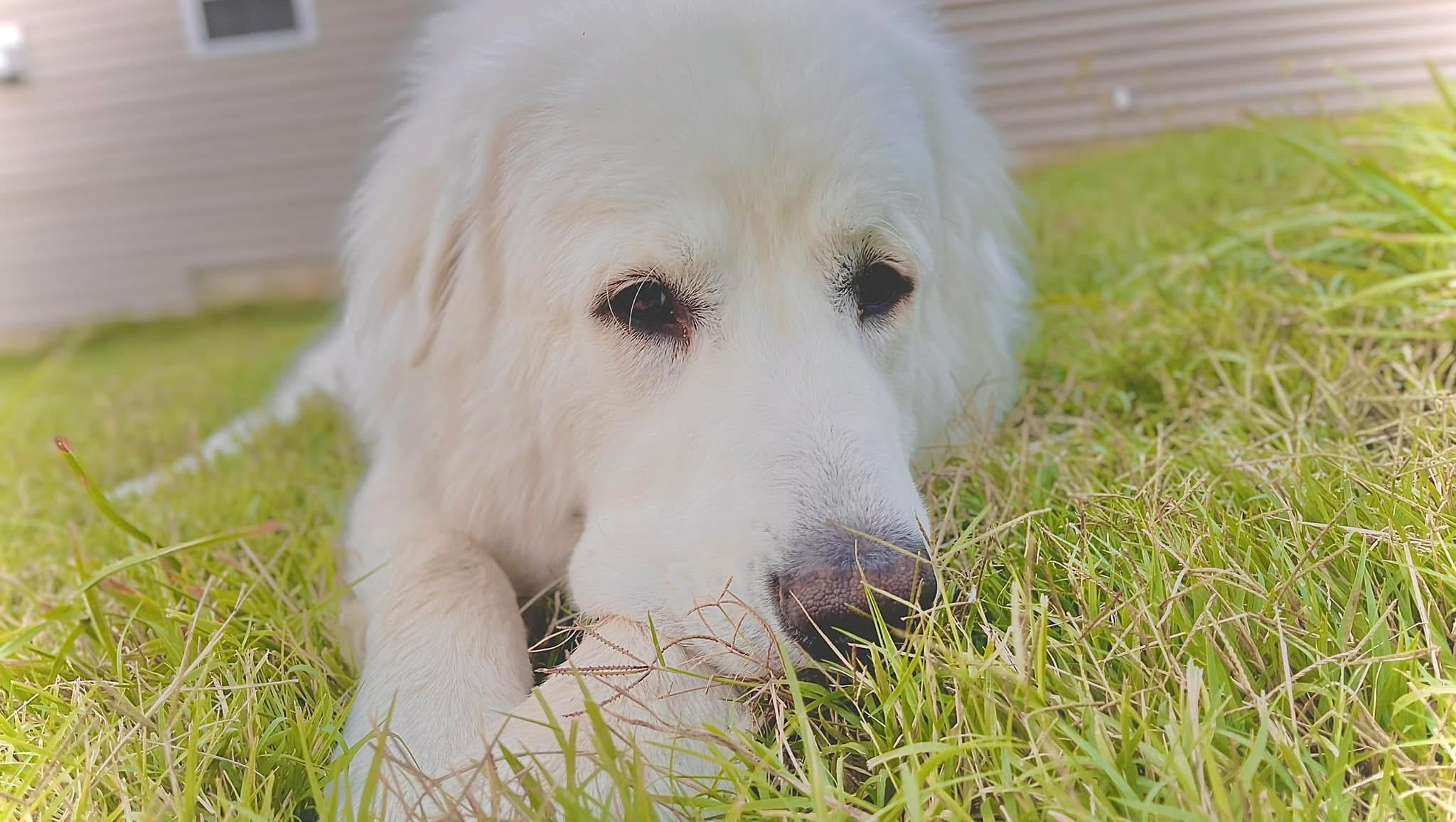 Fundraiser by Jacqueline Zimmerman : Support Shelly with Kola's Cancer ...