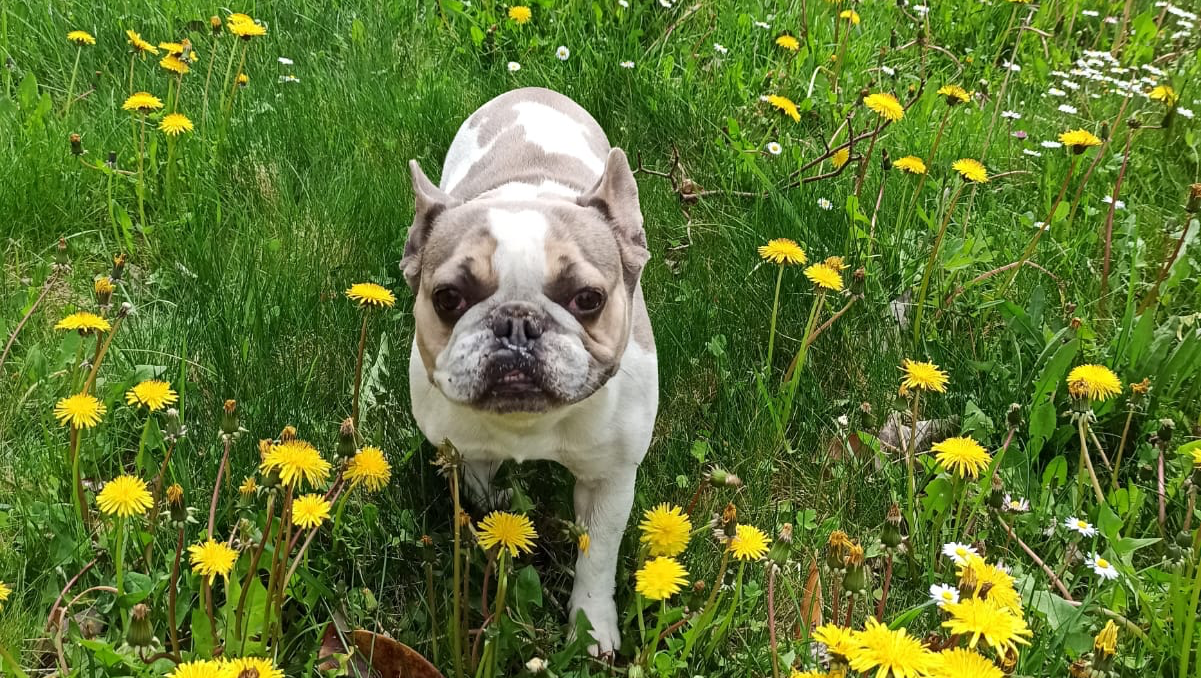 Fundraiser for Lucia Garoia by nicola bracci : Salviamo Lolita: una ...