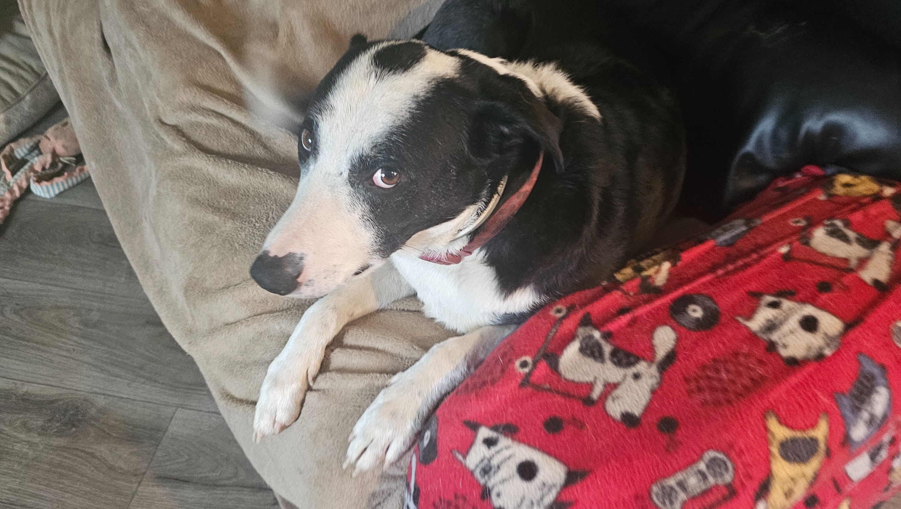 Fundraiser by Jennifer Graham : Help Mr. Finn with urgent surgery