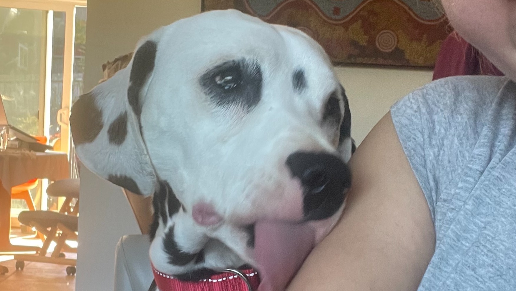 Fundraiser by Jennifer Malkin : Help Cover Spots' Medical Expenses