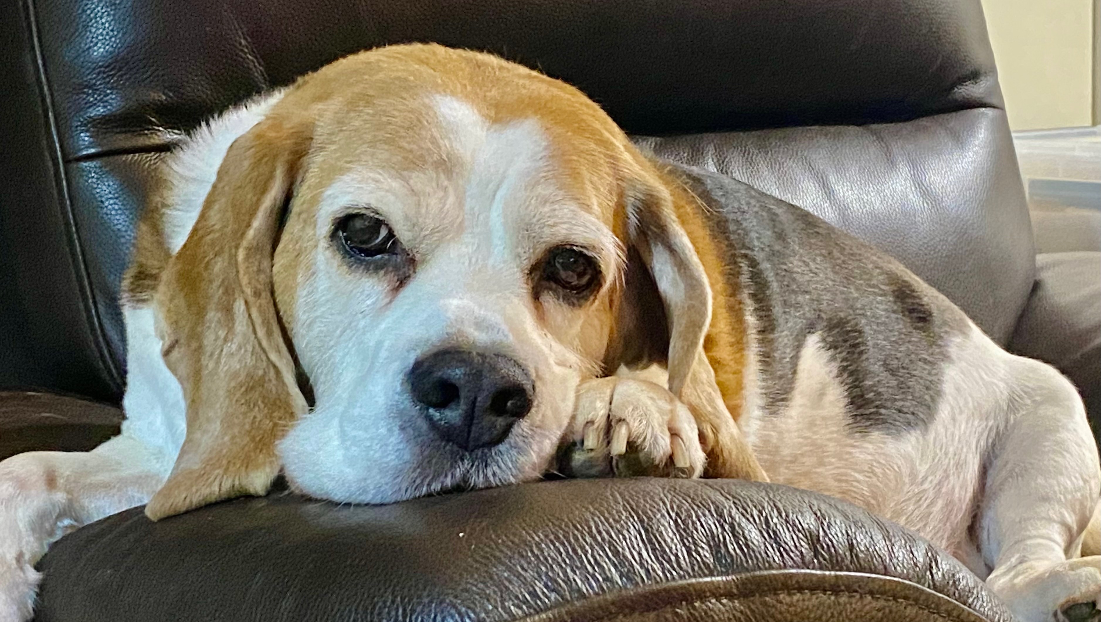 Fundraiser by Jay Bruce : help rescue Beagle Boomer get spinal surgery