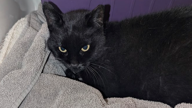 Fundraiser by Jennifer Dianovsky : Help Luna's Rescuers Cover Vet Costs