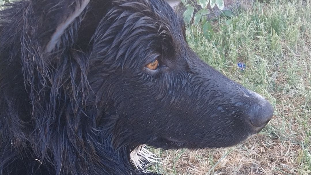 Fundraiser by Kjersten Palmer : Help Kai Get a Life-Saving Hip Surgery