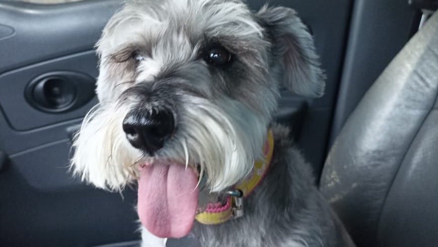 Fundraiser by Nancy Rivera : Apoya a Sasi en su Lucha Urgente Contra la ...