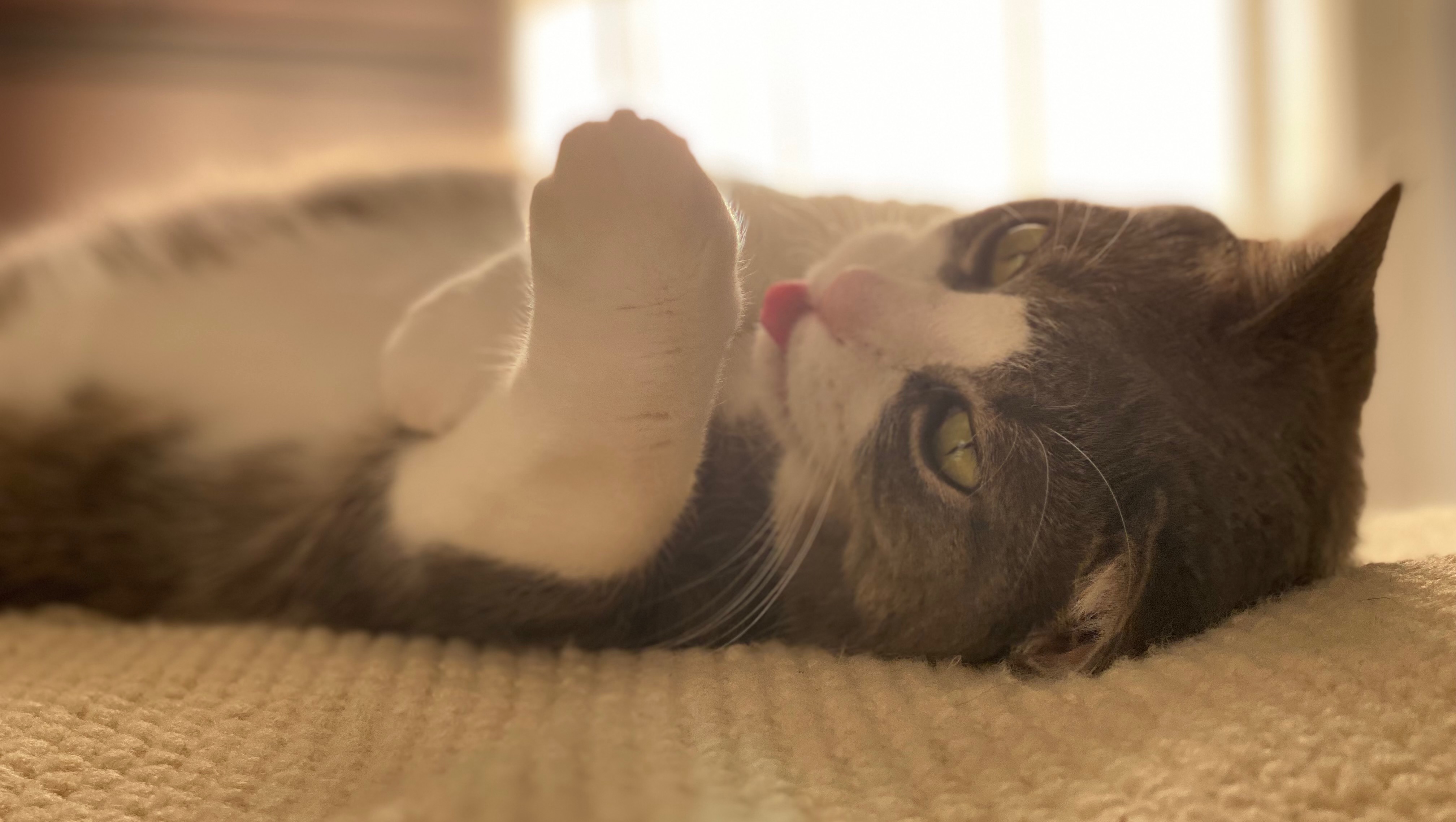 Fundraiser by TJ Norton : Help TJ Pay for His Perfect Cat’s Surgery