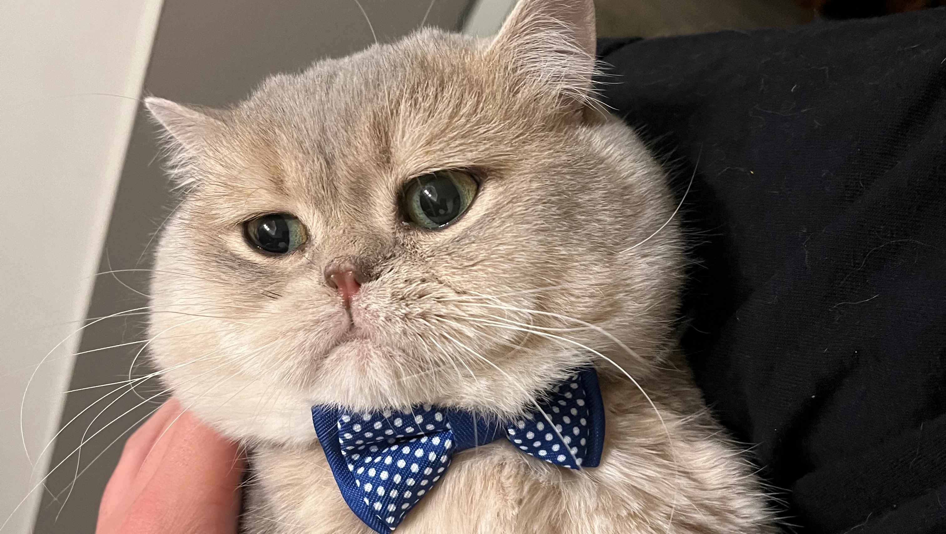 Fundraiser by Samira Habibzadeh : Philip needs nose surgery