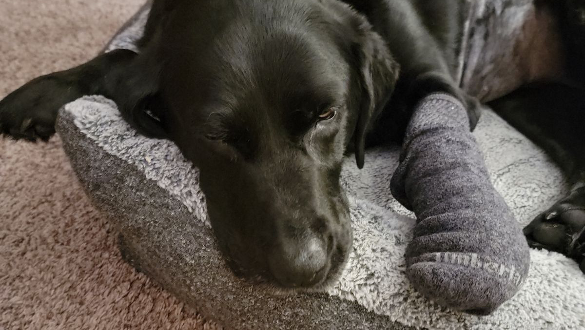 Fundraiser for Randal Magley by Amanda Cochell : Help Bella and my Dad ...