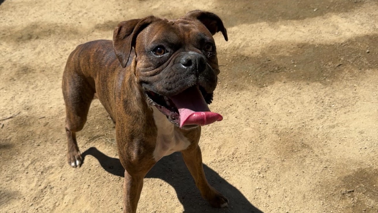 Fundraiser by vincent robles : Support Soul’s Urgent Surgery