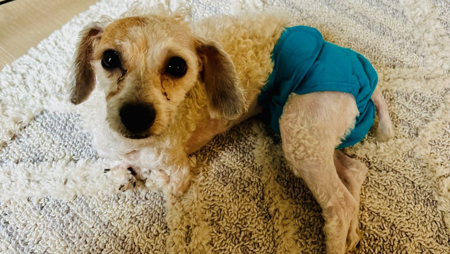 Fundraiser by Big and Small Rescue Society : ELLA needs some doggie wheels