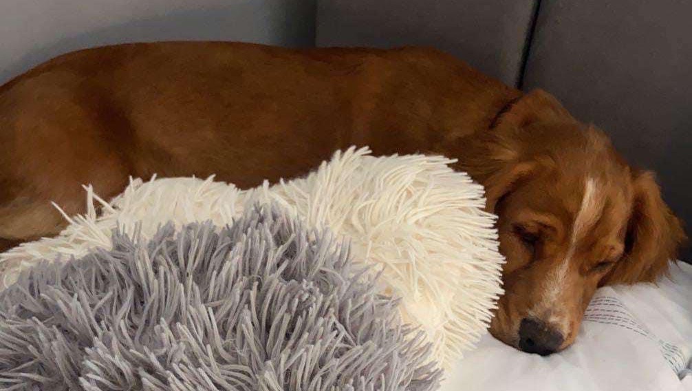 Fundraiser by Stephanie Hoult : Please help to get justice for Ginger