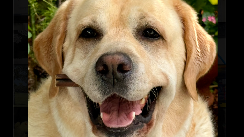 Fundraiser for Kari Anne Champigny by Luke Heisler : Help Cowboy Get ...