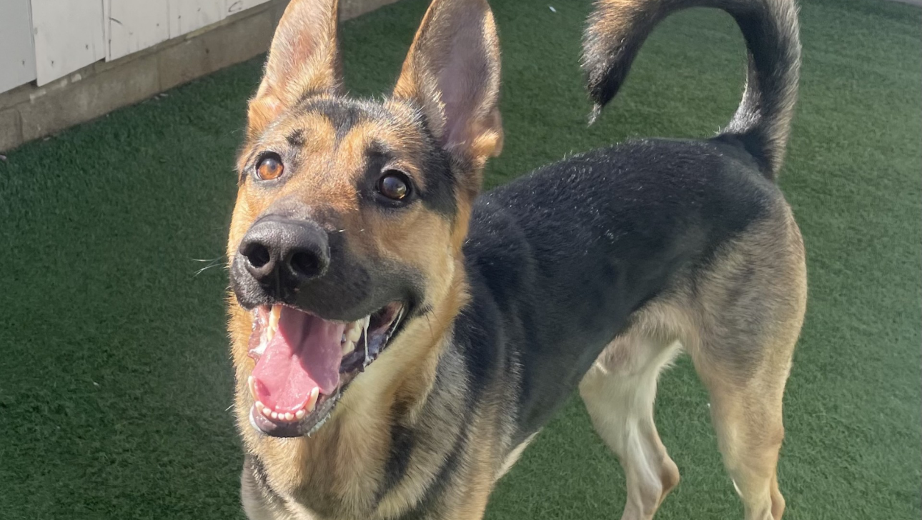 Fundraiser by Tyler Ruxer : Save Brody: Surgery Fund Needed