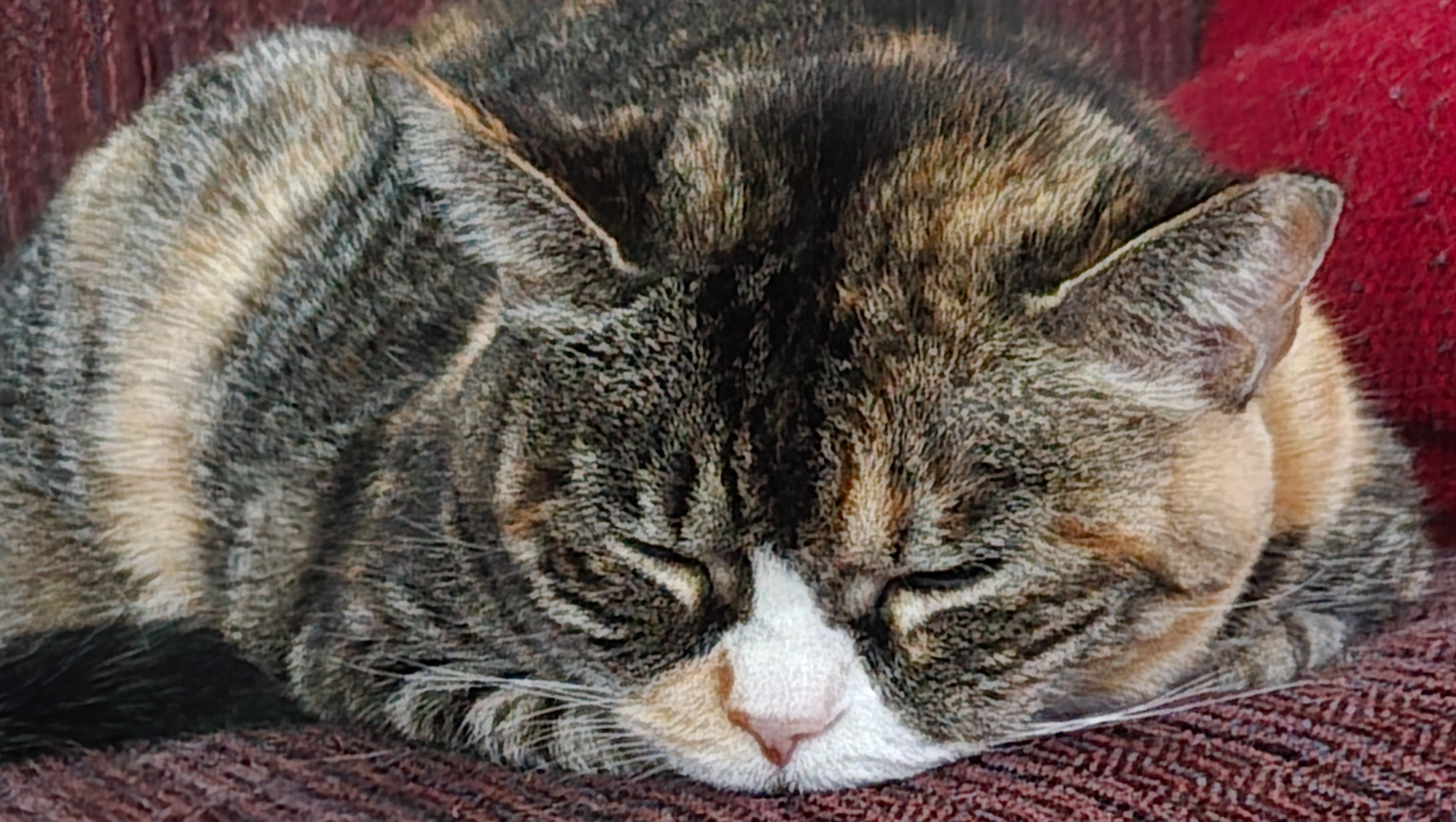 Fundraiser by Rachel Rakowski : Help Priscilla with Her Veterinary Bills