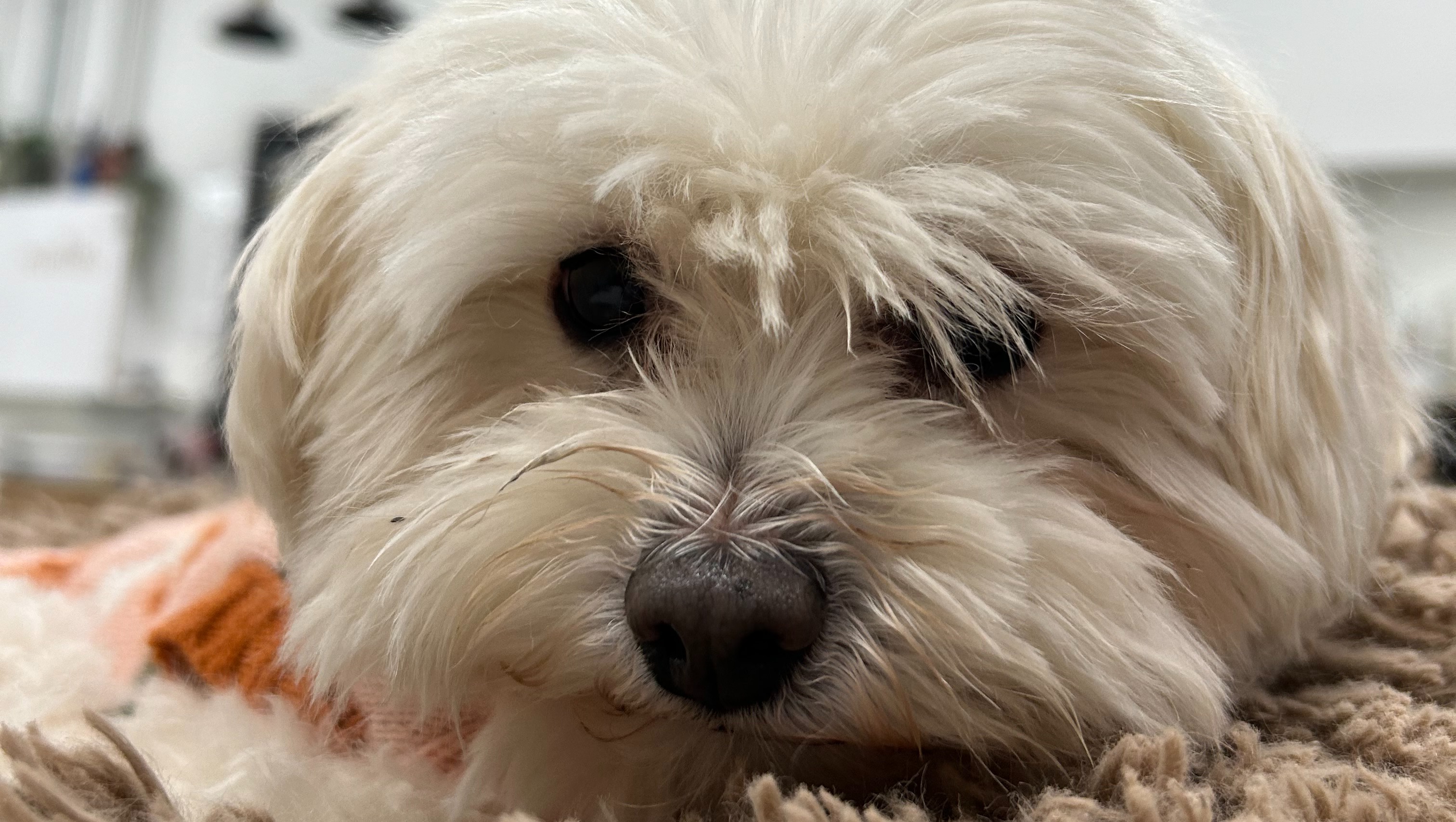 Fundraiser for Monika Chan by Caroline Mullen : Rosie's surgery fund