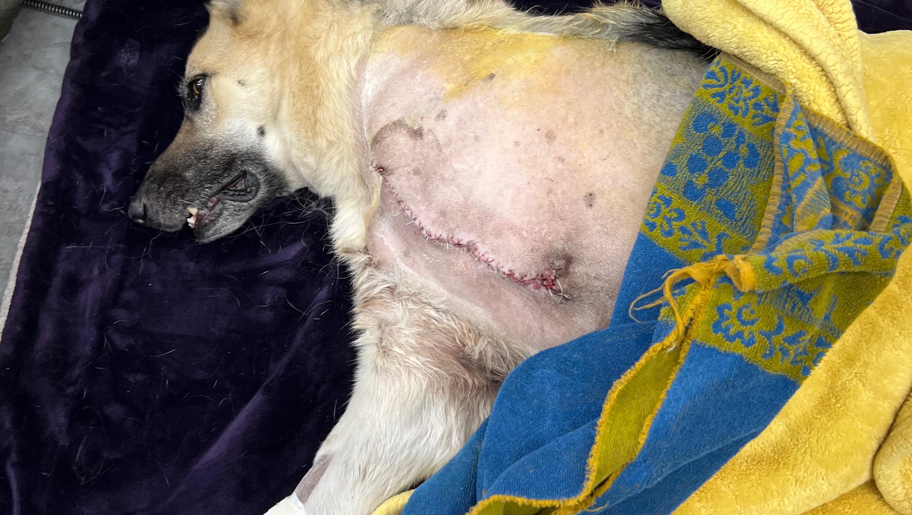 Fundraiser by Christopher Ulibarri : Help Prince, Tom's Service Dog ...