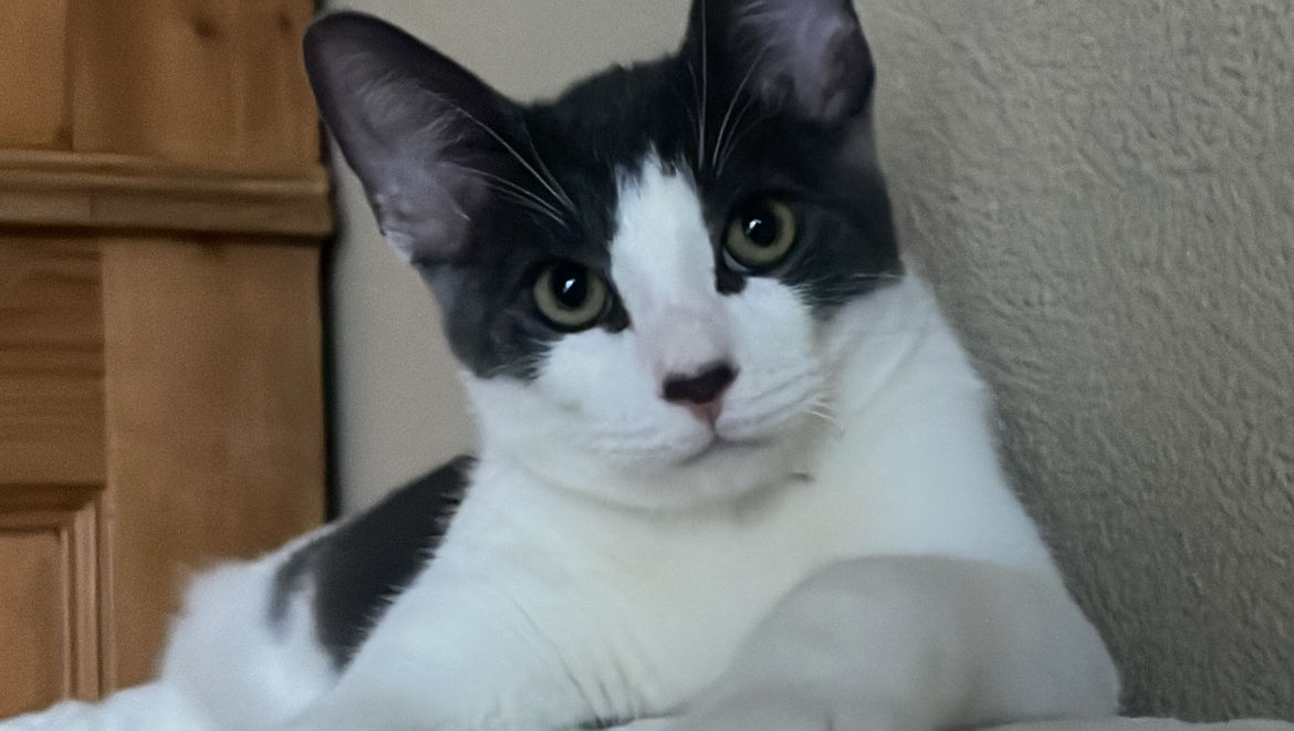 Fundraiser by Allison Colla : Help Dexter Get Urgent Medical Care