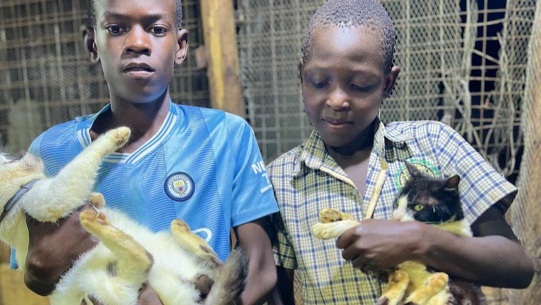 Fundraiser by Jorge Lopez : Support a 25 cat colony in Uganda.