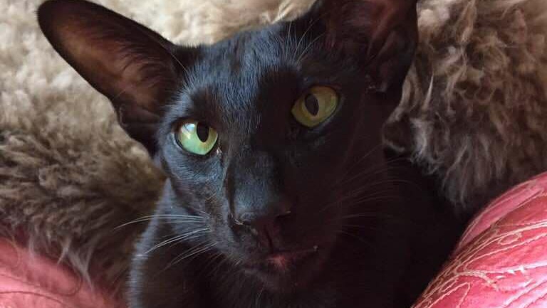 Fundraiser by Rachael Robins : Help Morte Pay for Tooth Surgery