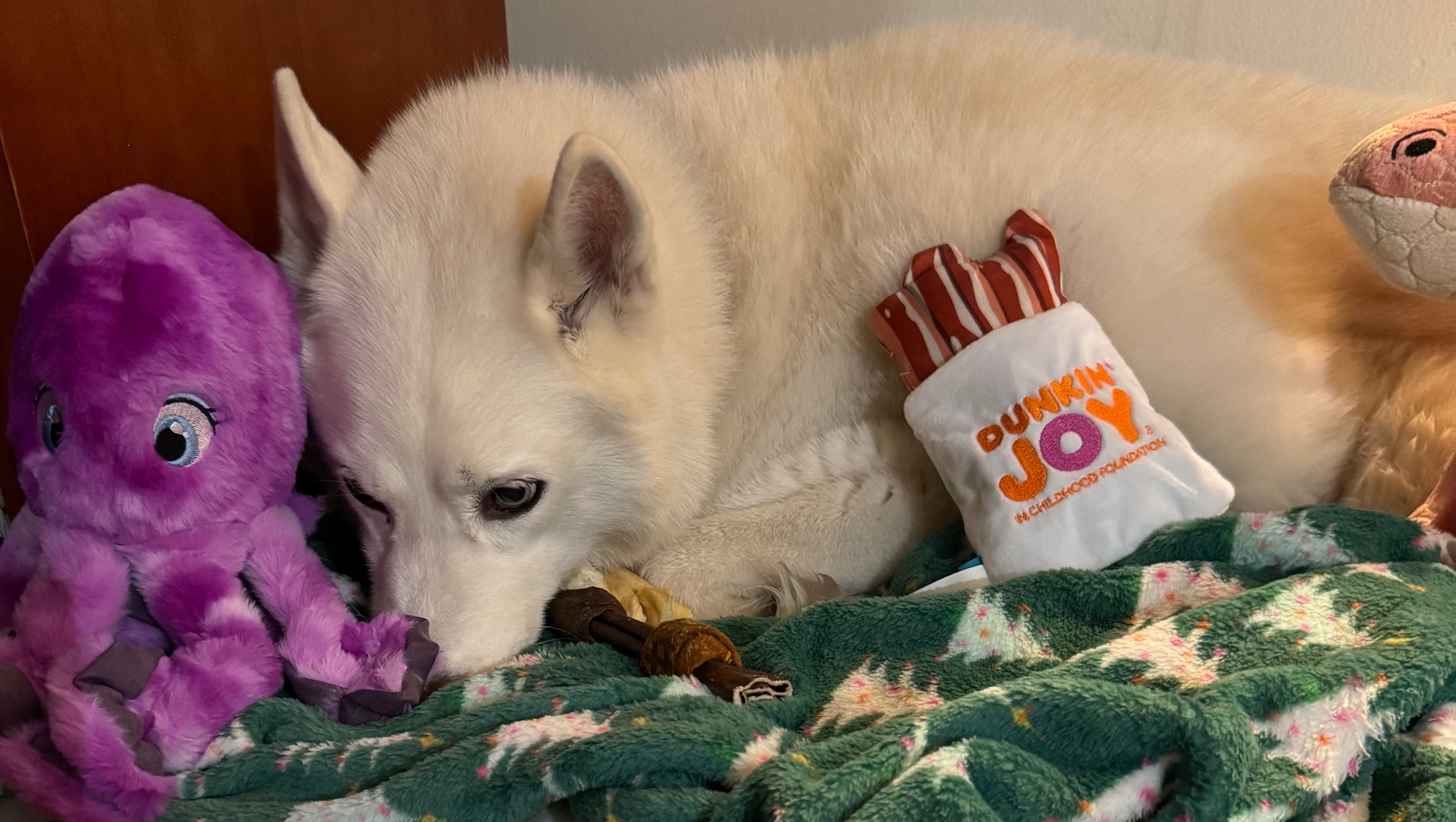 Fundraiser by Destiny Aranda : Kobis Vet Fund