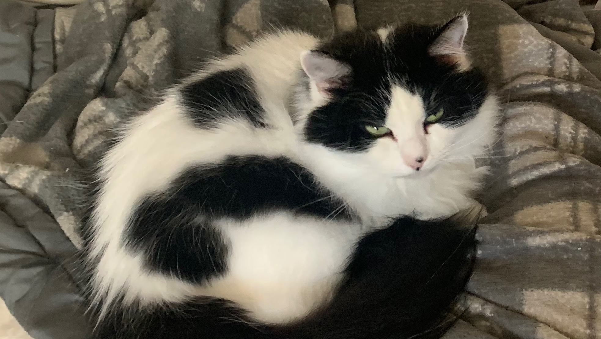 Fundraiser for Calista VanDruff by Nancy VanDruff : Support Oreo's ...