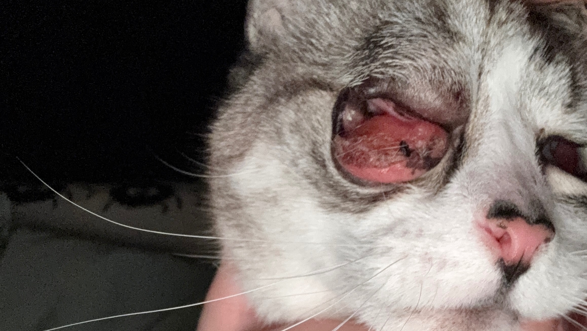 Fundraiser by Maddy Munch : Give Meeko a Chance: Fund His Life Saving ...