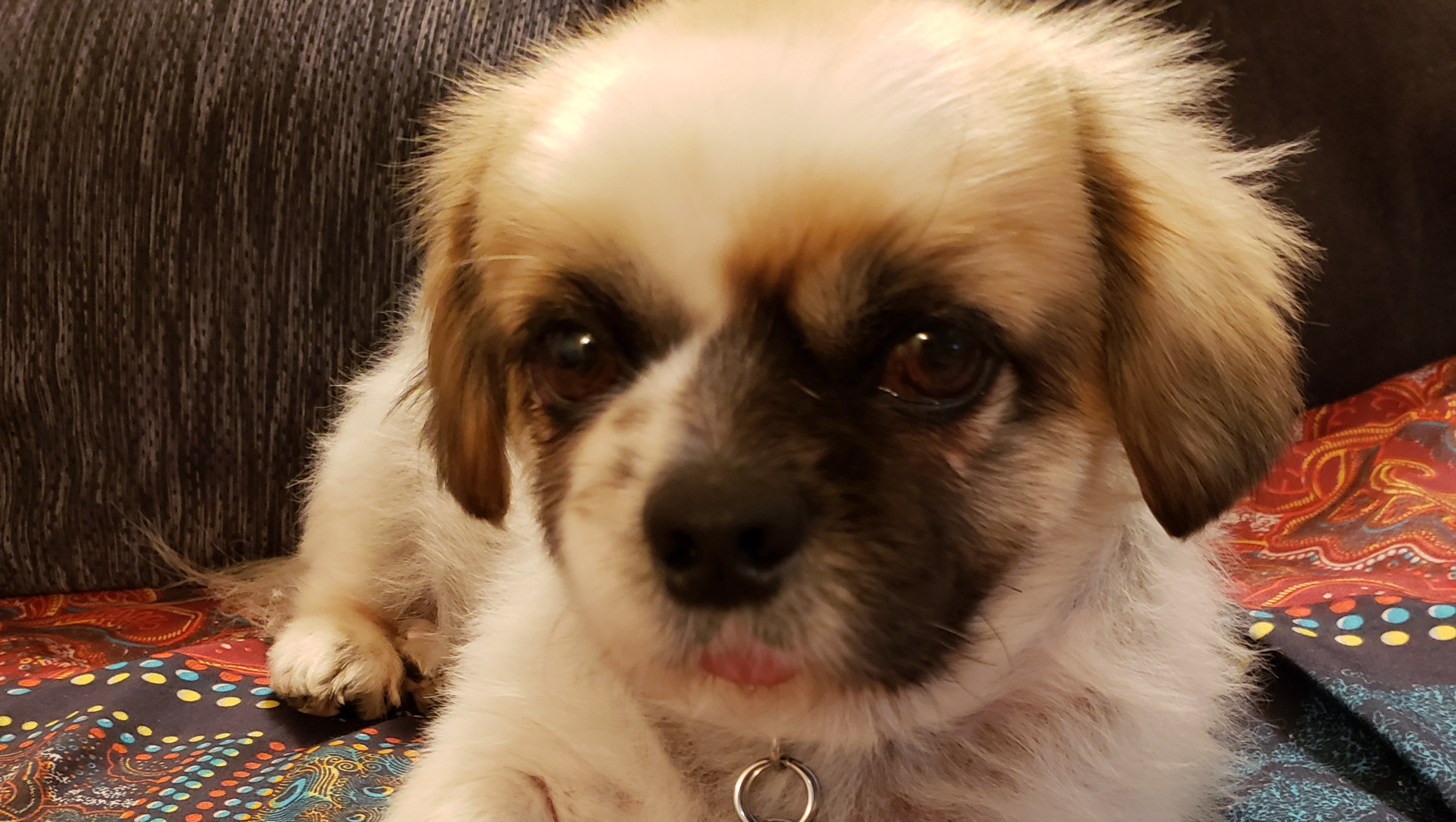 Fundraiser for Calgary Humane Society by Kim Shergill : A Tribute to ...