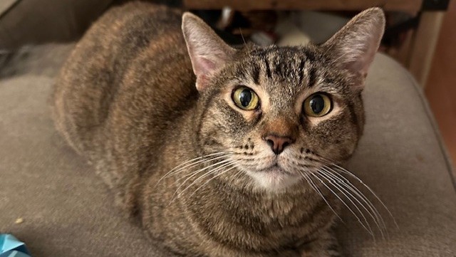 Fundraiser by Danielle Morgan : Help Cece See Again: Support Her ...