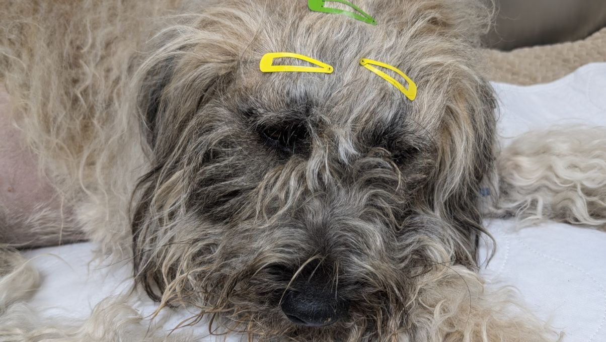 Fundraiser for Shelly Olson by Cay Cay Lawrence : Donate to Ease Shelly ...