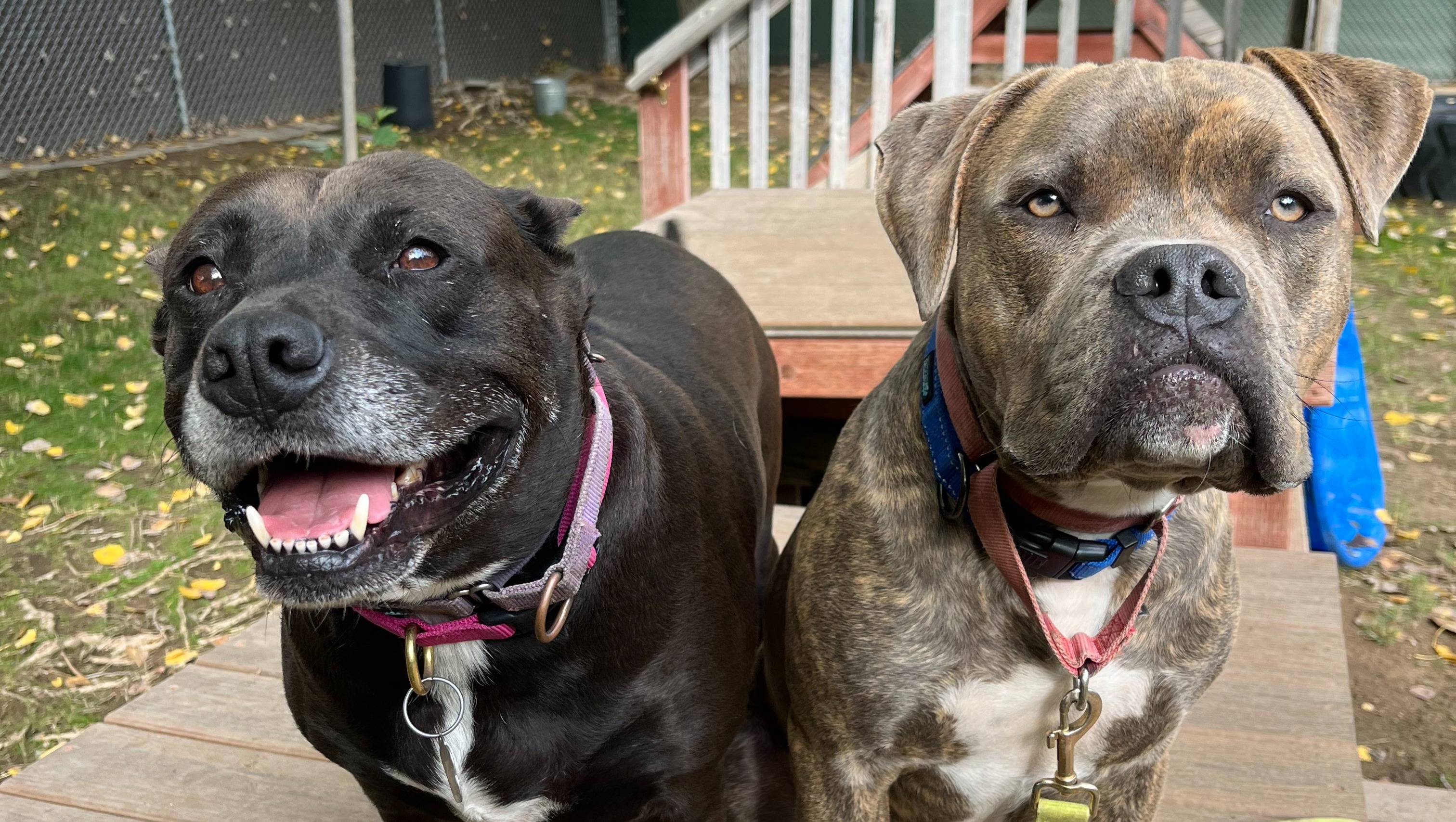 Fundraiser by Fresno Bully Rescue : Howliday Giving: End-of-Year ...