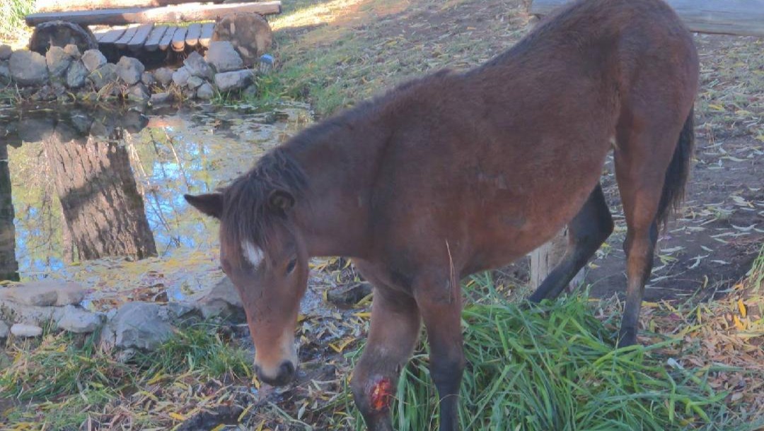 Fundraiser by Karen Wallace : Support Gypsy Rose's Recovery Journey