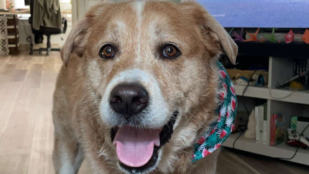 Fundraiser by Taylor Berken : Bring Buddy Home: Support intensive care ...