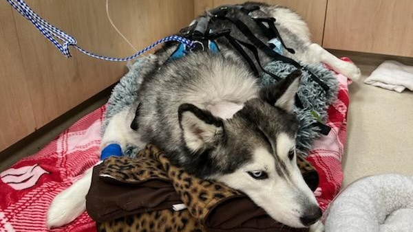 Fundraiser for Kelly Foley by Jazmynn Worman : Help Denali Walk Again ...