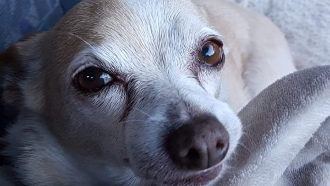 Fundraiser by Sharon Whittle : Angel's operation