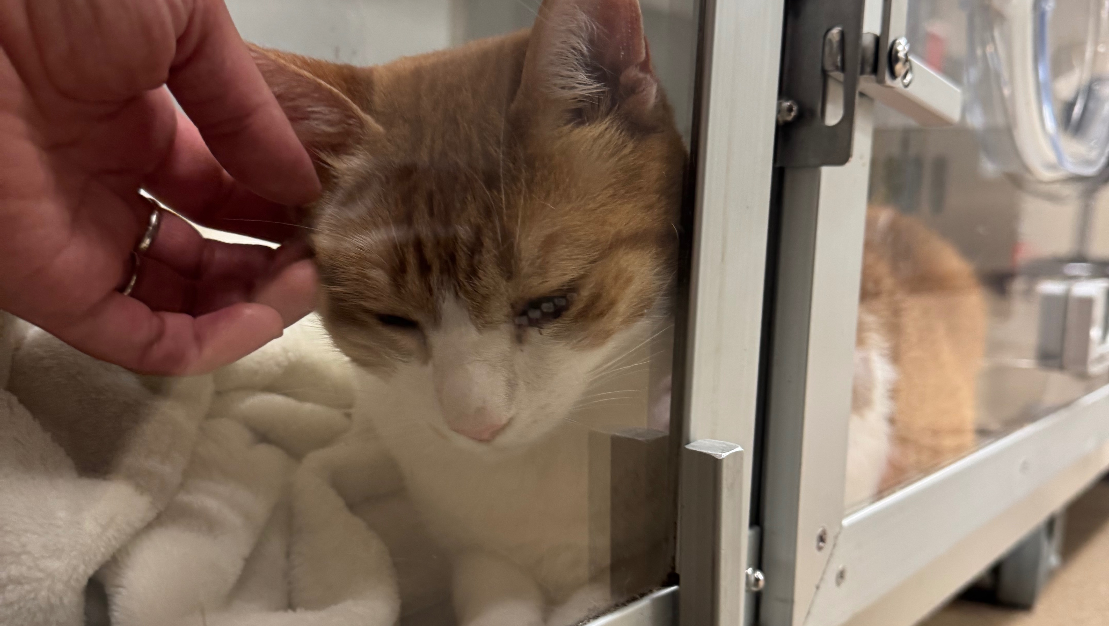 Fundraiser by alyssa morea : Support Jax's Ongoing Heart Condition