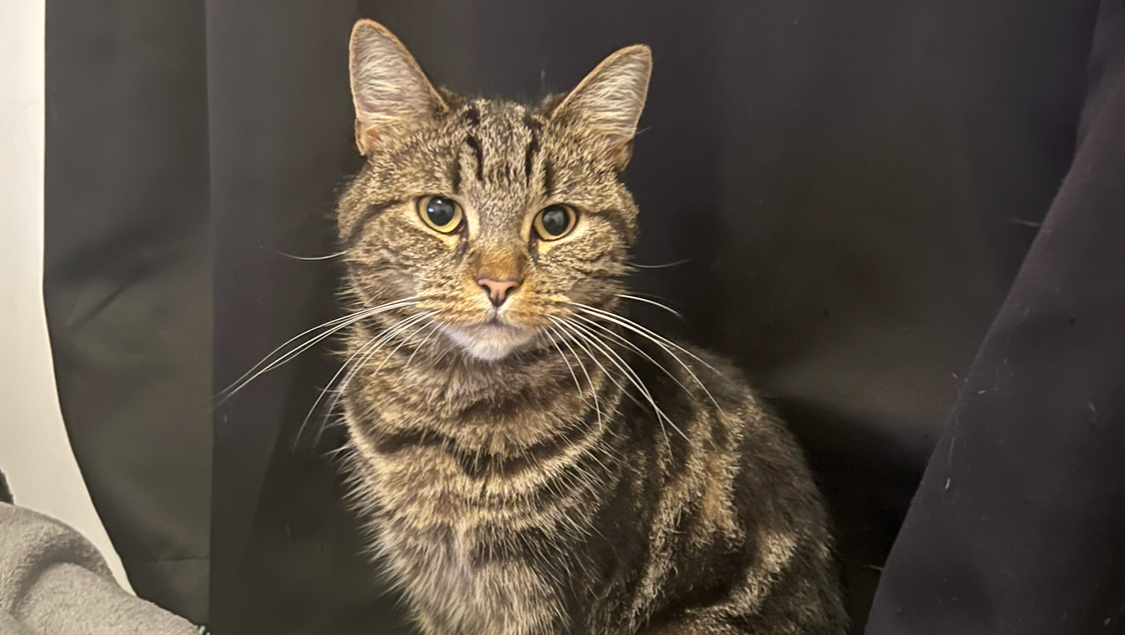 Fundraiser by Keira Leaver : Help Save Willows life