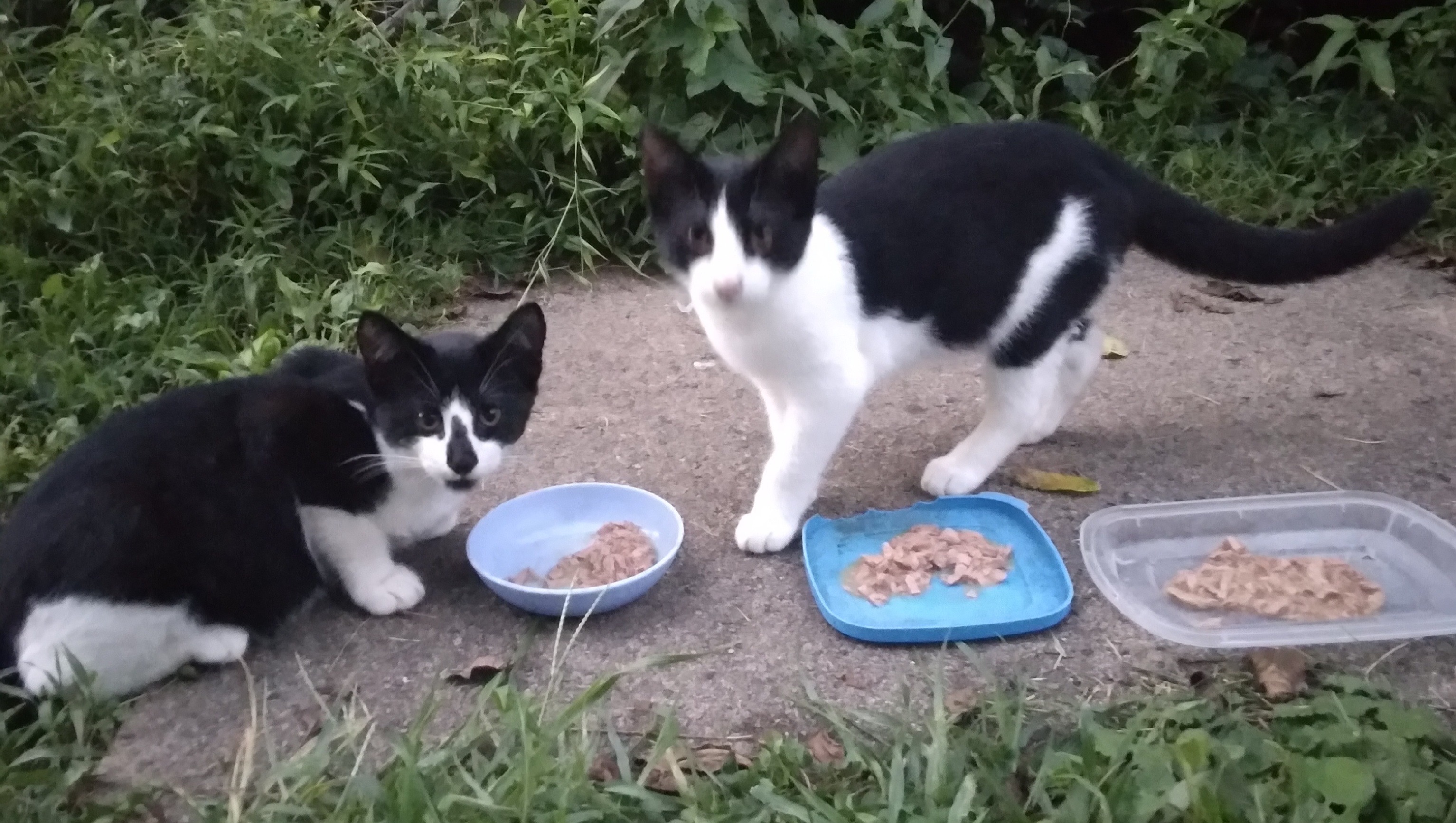 Fundraiser by Sandra Conklin : Help Sandy TNR and Rehome Stray Cats