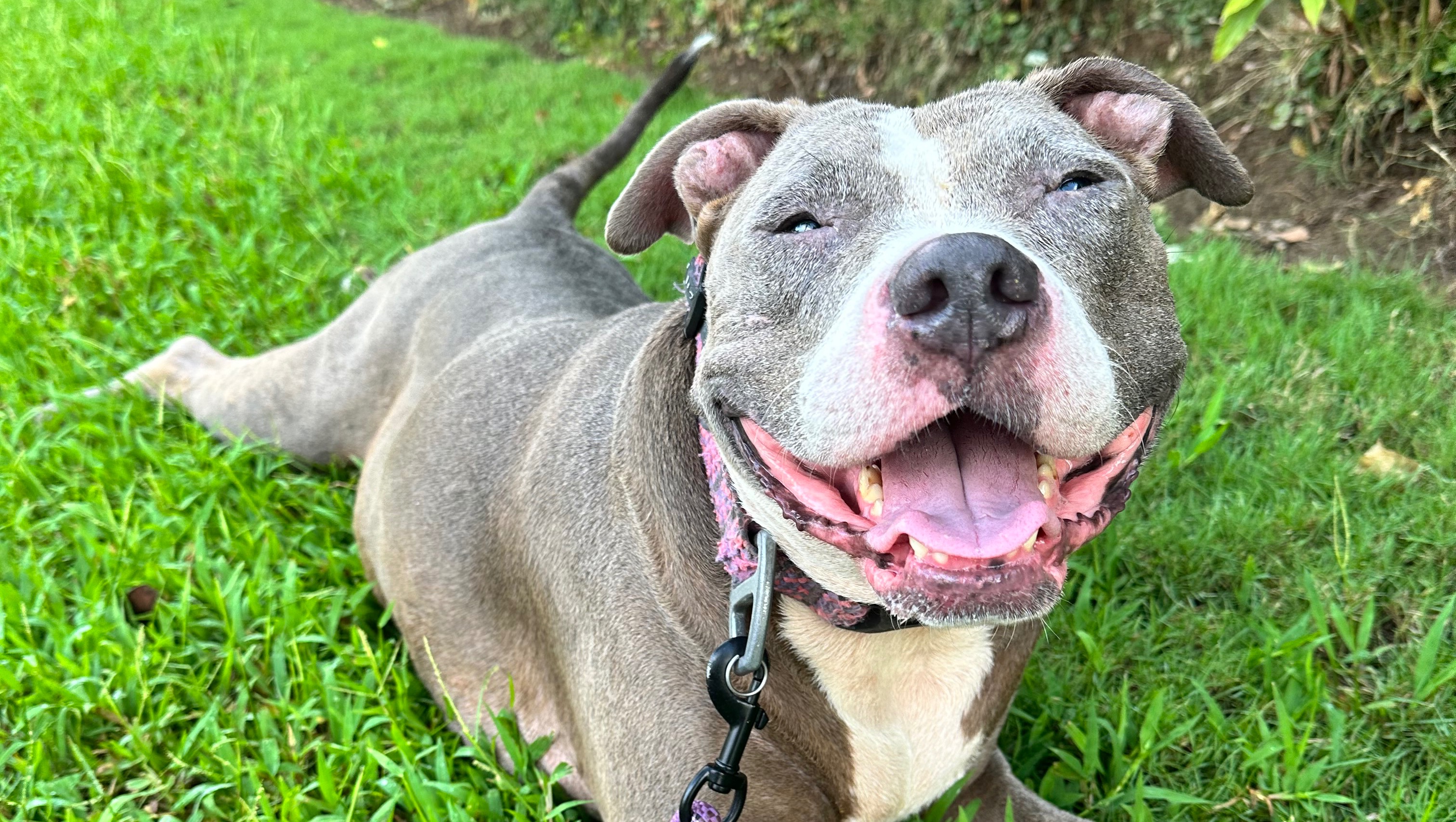 Fundraiser by Tara Nowlin : Bella’s medical surgery.