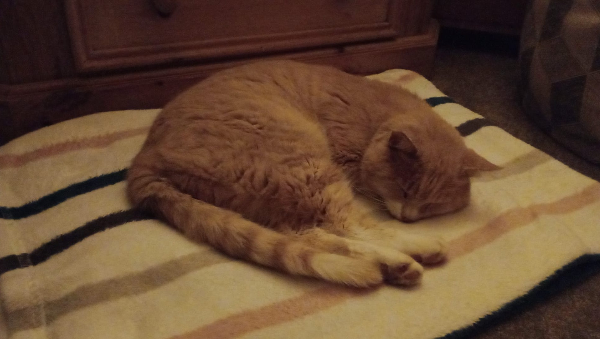 Fundraiser by Ruth Cleaver : Bugsy - My Beautiful, Blue-Eyed Rescue Cat