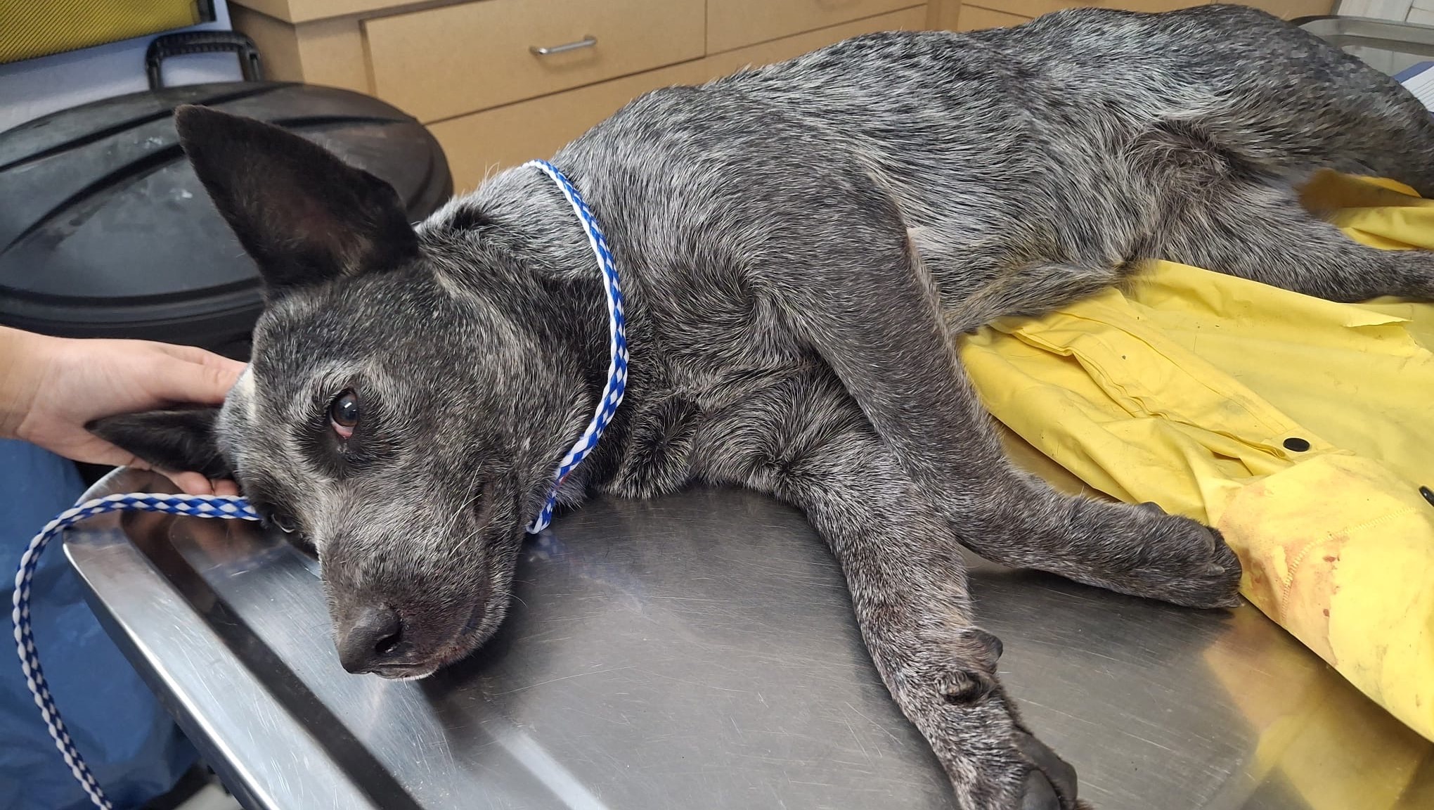 Fundraiser by Yao Animal Hospital : Help Livvy Walk Again: Support Her ...