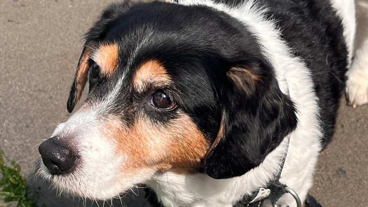 Fundraiser by Kitty Bovaird : Help Hobbes Get a Life Saving Operation
