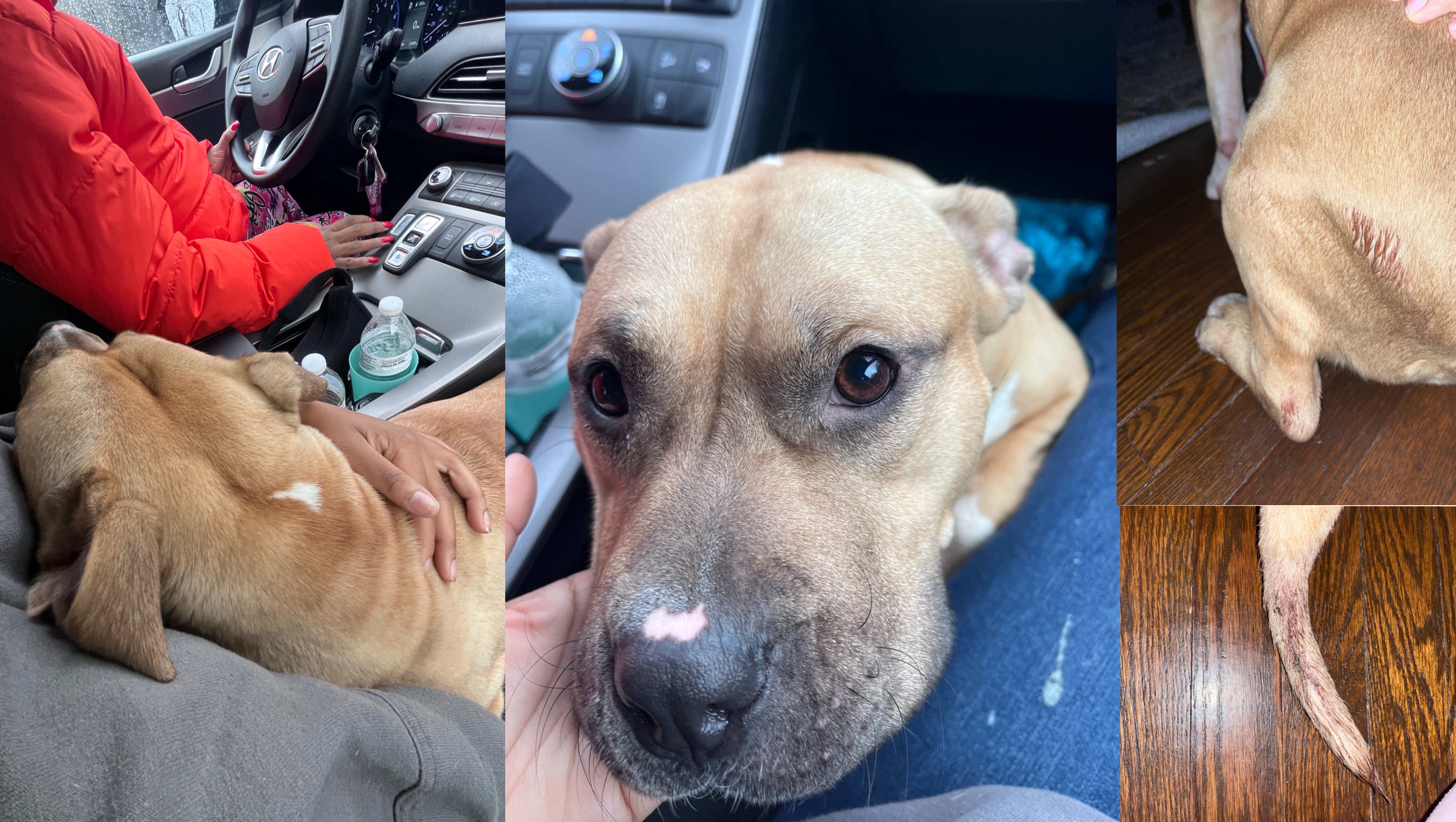 Fundraiser by Jaleyah Hannah : Secure Princess's Future: Vet Bills & Fence